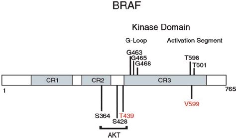 Schematic Drawing Of Braf Showing The Location Of The G Loop Exon 11
