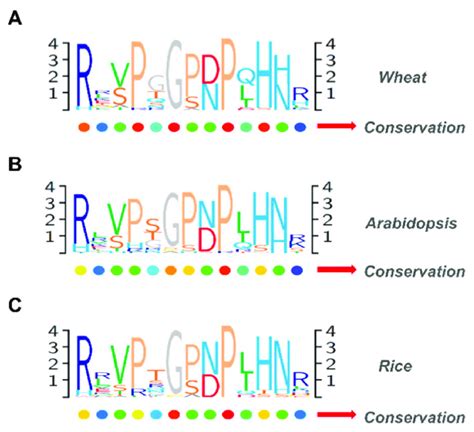 Clavata3 Embryo Surrounding Cle Domain Consensus Sequences From Wheat