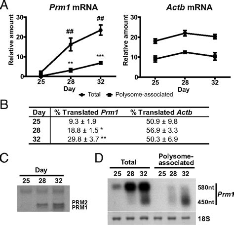 Cell Type Specific Isolation Of Ribosome Associated Mrna From Complex