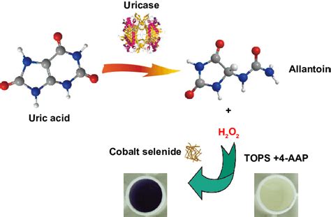 Scheme 1 Schematic Illustration Of The Colorimetric Assay For The