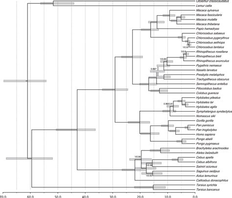 Bayesian Phylogeny And Timescale Of Primate Evolution Inferred From
