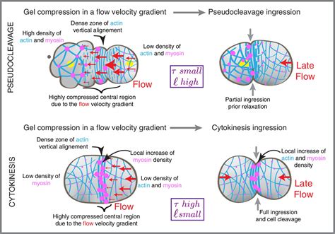 Cortical Flow Aligns Actin Filaments To Form A Furrow Elife