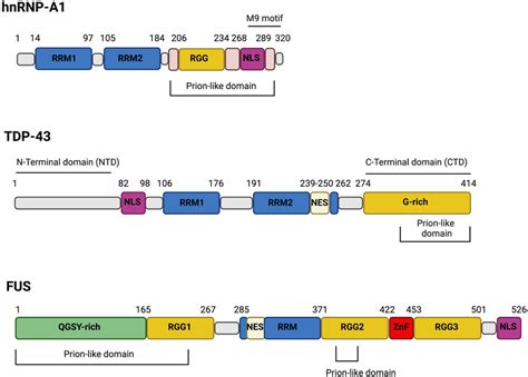 Frontiers Post Translational Modifications Modulate Proteinopathies