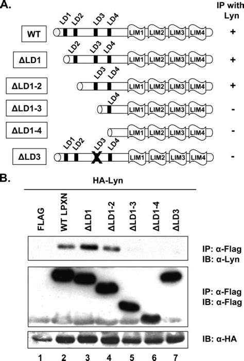 Lpxn Interacts With Lyn Via Its Ld3 Domain A Schematic Illustration