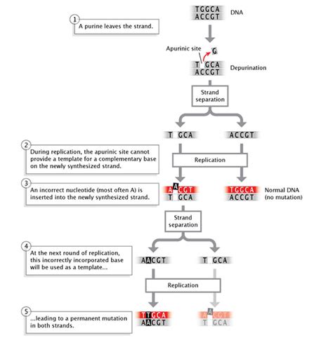 Genetic Mutation Learn Science At Scitable
