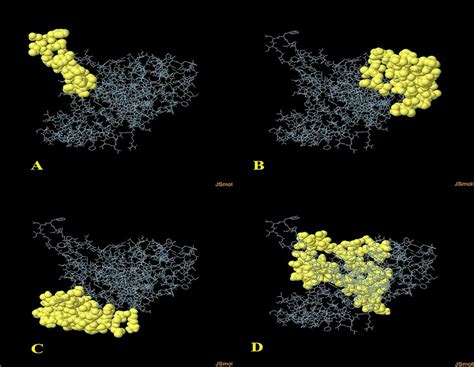 Three Dimensional Representation Of Conformational Or Discontinuous B