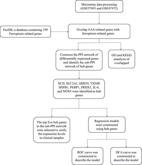 Frontiers Identification Of Differentially Expressed Ferroptosis