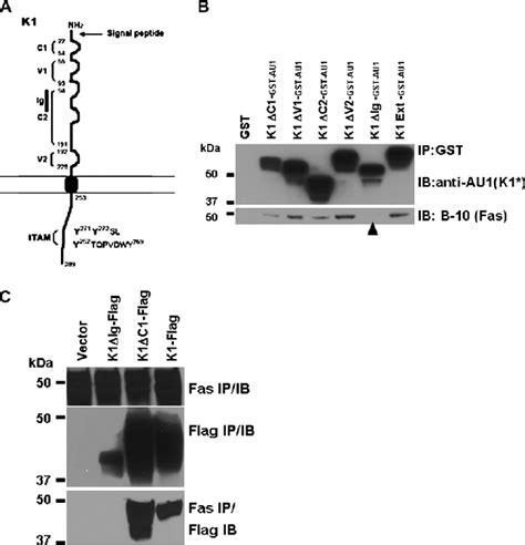 The Role Of K1 Ig Like Domain In Association With Fas A Schematic