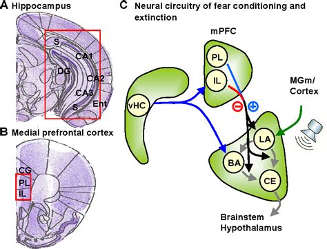 [pdf] Differential Activation Of Anatomically Defined Neuronal