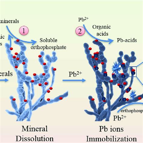 Simplified Representation Of Phosphate Solubilizing Microorganisms
