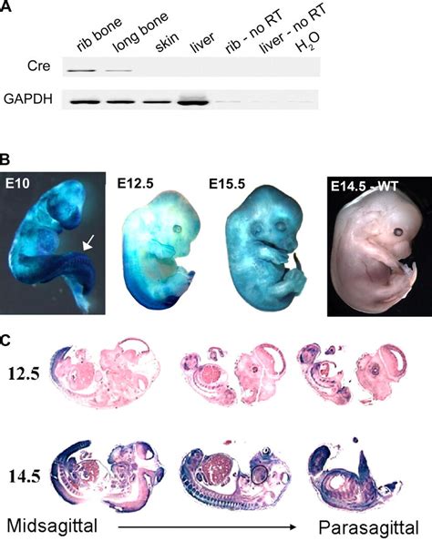 Expression Of Cre Recombinase In Col3 6 Cre Transgenic Mice A Pcr