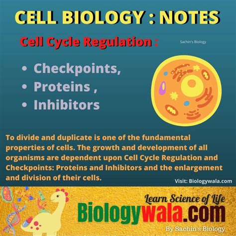 [pdf] Cell Cycle Regulation And Checkpoints Notes