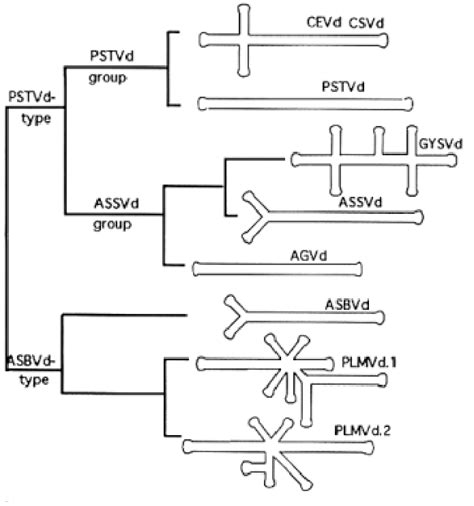 5 Schematic Representation Of The Predicted Secondary Structure