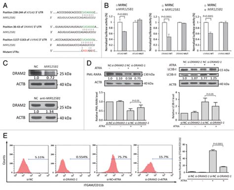 Full Article Mir125b1 Represses The Degradation Of The Pml Rara