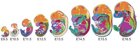Mouse Organogenesis Spatiotemporal Transcriptomic Atlas Mosta 小鼠胚胎