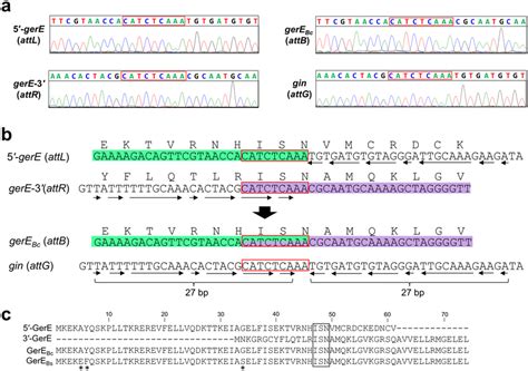 Nucleotide Sequences Of The Dna Recombination Sites A Dna