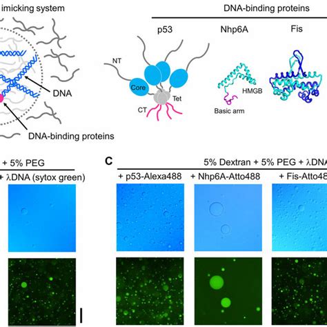 Diffusion Mode Properties Of Dna Binding Proteins In Dna Droplets As A