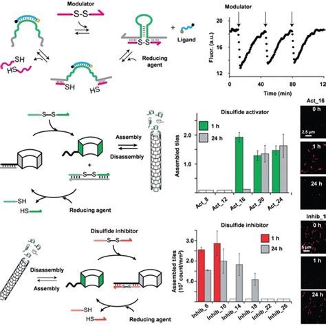 Light‐fueled Dissipative Dna Polymers Top Left Panel Structures Of