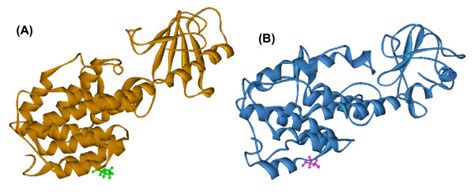 Wild And Mutant Protein Structure Of Mce1a Structure Of A Wild