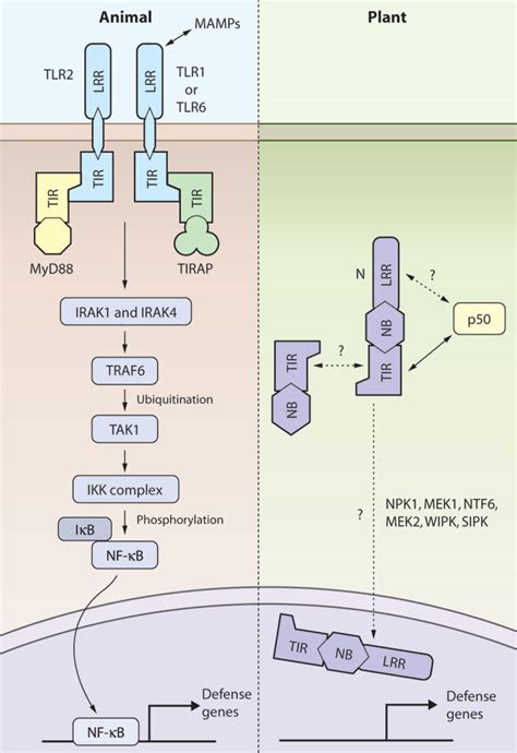 The Functions Of Plant Tir Domains Sciences Stke