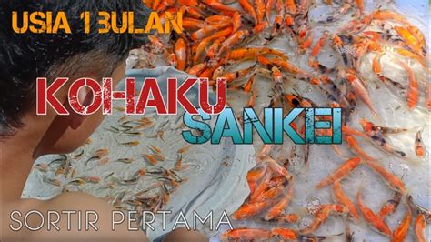 Yang Wajib Dilakukan Pembudidaya Ikan Koi ‼️ Yang Bilang Tak Mandang