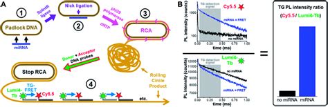 Principle Of Mirna Detection By Amplified Tg Fret A After Specific
