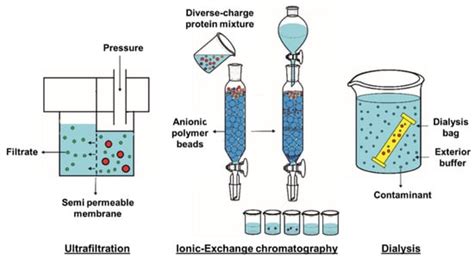 Marine Drugs Free Full Text Seaweed Protein Hydrolysates And