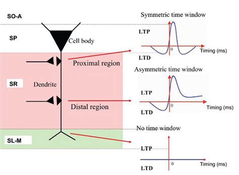 Interaction Between The Spatio Temporal Learning Rule Non Hebbian And