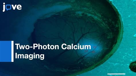 Two Photon Calcium Imaging In Mice Navigating Virtual Reality