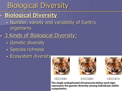 Ppt Chapter 17 Biological Resources Powerpoint Presentation Free