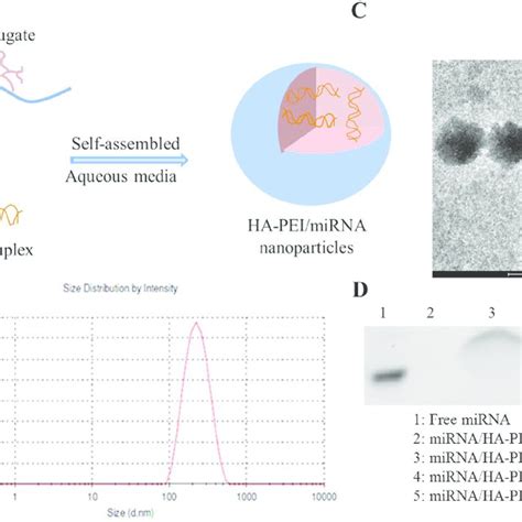 A Schematic Illustration Of Complexation Of Microrna 223 Mir 223