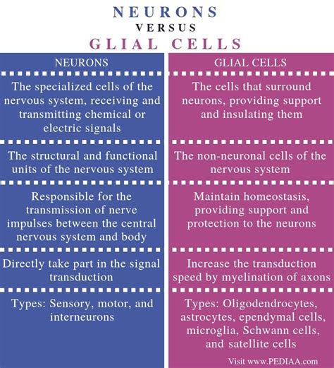 what is the difference between neurons and glial cells