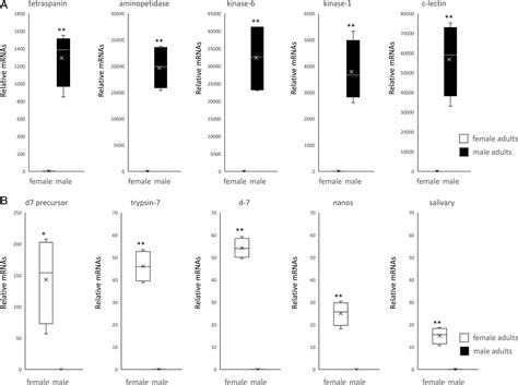 Transcriptome Profiling Reveals Sex‐specific Gene Expressions In Pupal
