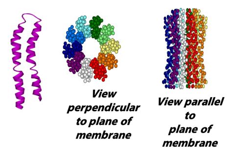 Atp Synthase Bioc 2580 Introduction To Biochemistry