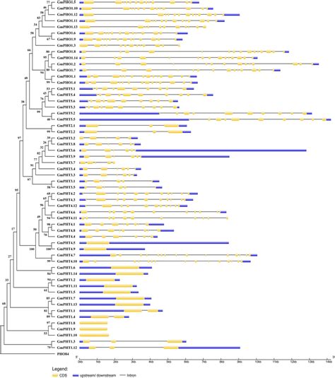 Analysis Of The Gene Structure And Protein Specific Motifs Of Gmphts
