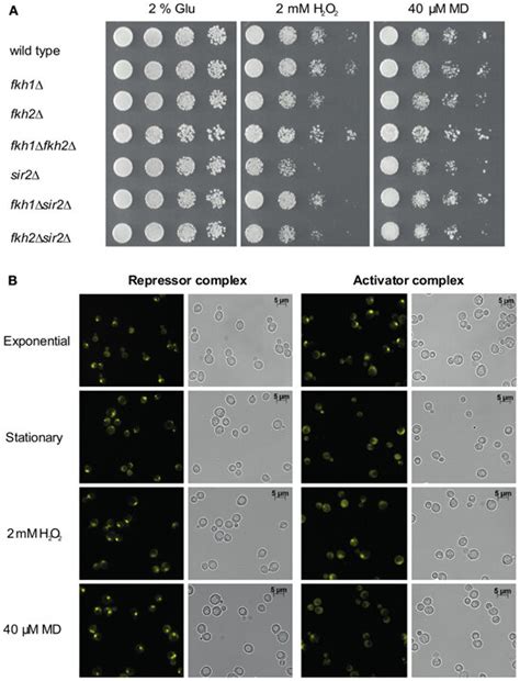 Interplay Between Fkh Transcription Factors And Sir2 Under Oxidative