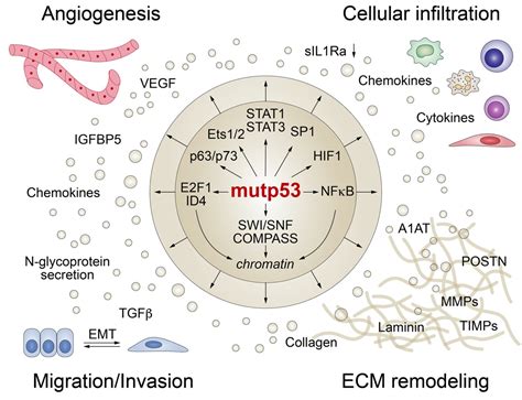 Biomolecules Free Full Text P53s Extended Reach The Mutant P53