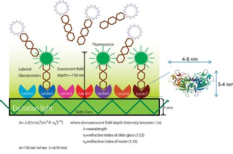 Figure 1 From Lectin Microarrays Concept Principle And Applications