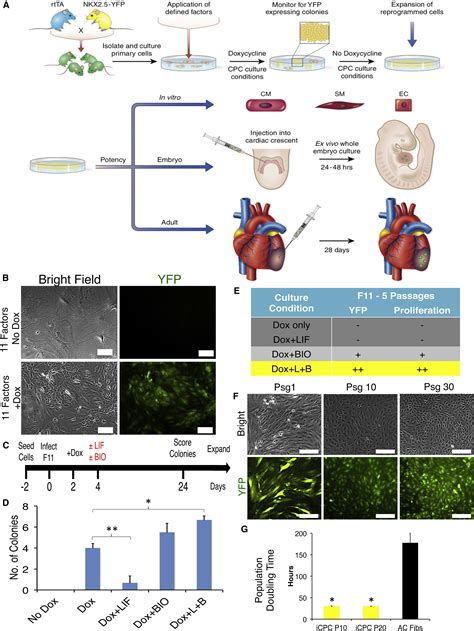 Lineage Reprogramming Of Fibroblasts Into Proliferative Induced Cardiac