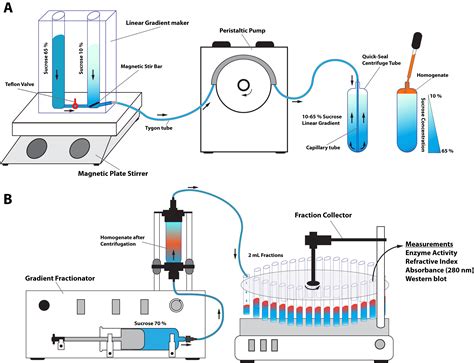 Density Gradient Centrifugation For Enrichment And Identification Of