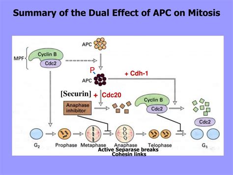 Ppt Lectures 7 10 Cell Cycle Regulation And Cancer Powerpoint