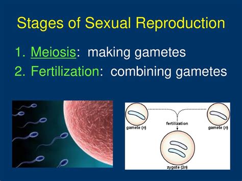 Meiosis Chapter Ppt Download