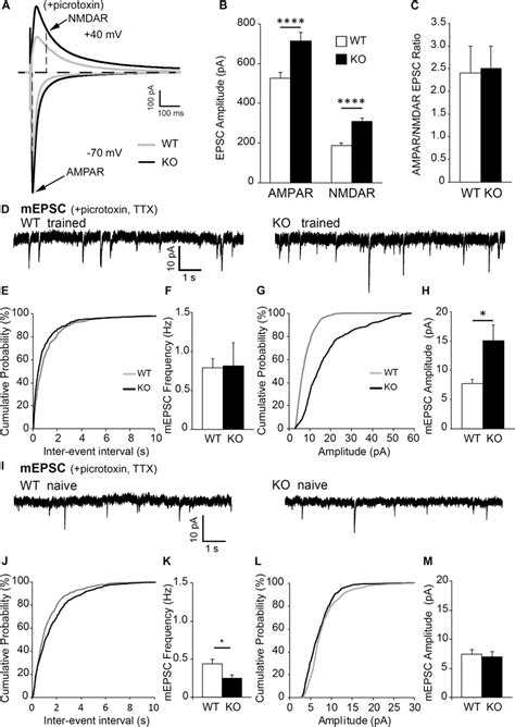 Excitatory Post Synaptic Responses Are Enhanced In Ca1 Hippocampal