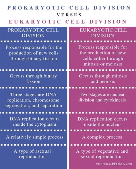 Prokaryotes Vs Eukaryotes What Are The Key Differences Images