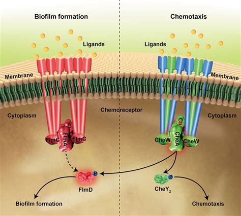 Signal Transduction Pathway