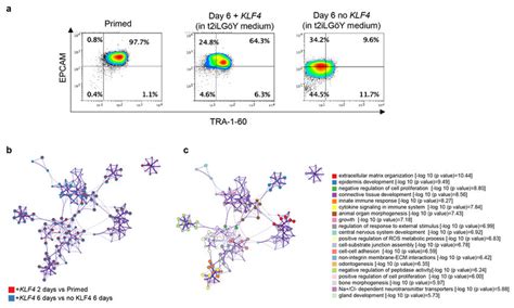 Klf4 Facilitates The Conversion Of Primed Hpscs To Naive T2ilgöy