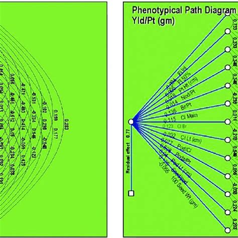 Genotypic A And Phenotypic B Path Coefficient Analysis For Yield In