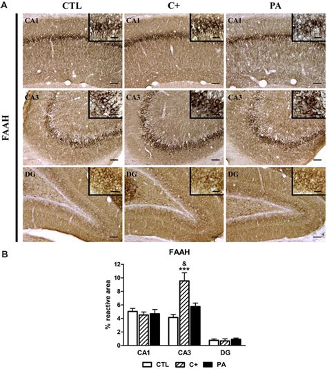 Immunohistochemical Expression Of Faah In Dorsal Hippocampus A