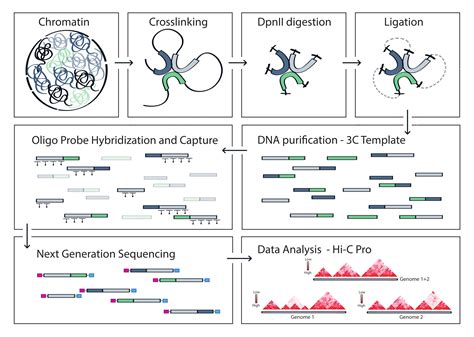 Deciphering High Resolution 3d Chromatin Organization Via Capture Hi C