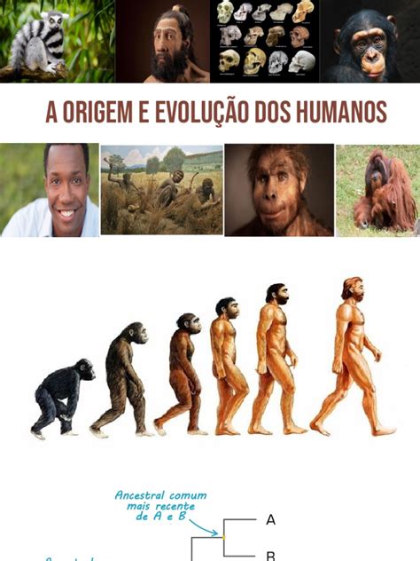 A Origem E Evolução Dos Humanos Uma Visão Geral Da Filogenia Dos